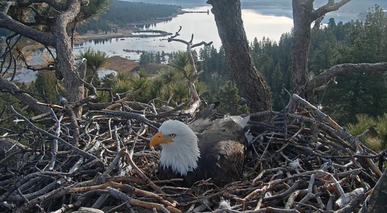Famous bald eagle lovebirds welcome first egg of the year — setting off ...