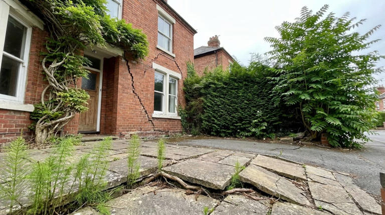 4 popular garden plants that could be cracking your home's foundations