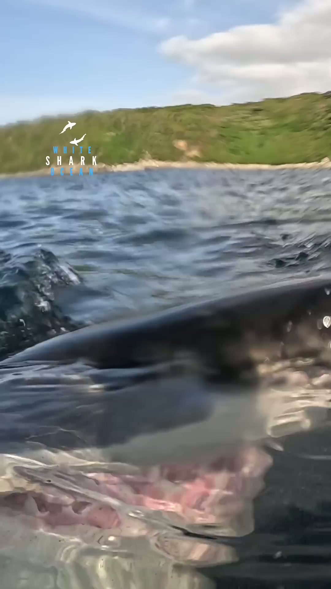 Very inquisitive great white shark spy hopping