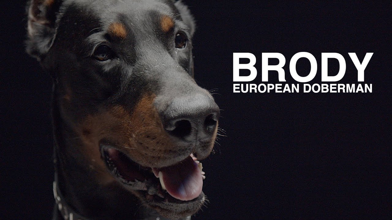 Doberman pinscher barf ASMR