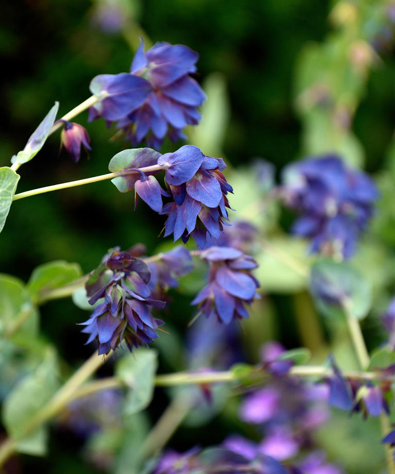 10 bewitching blue flowers that look almost unreal – start them from ...