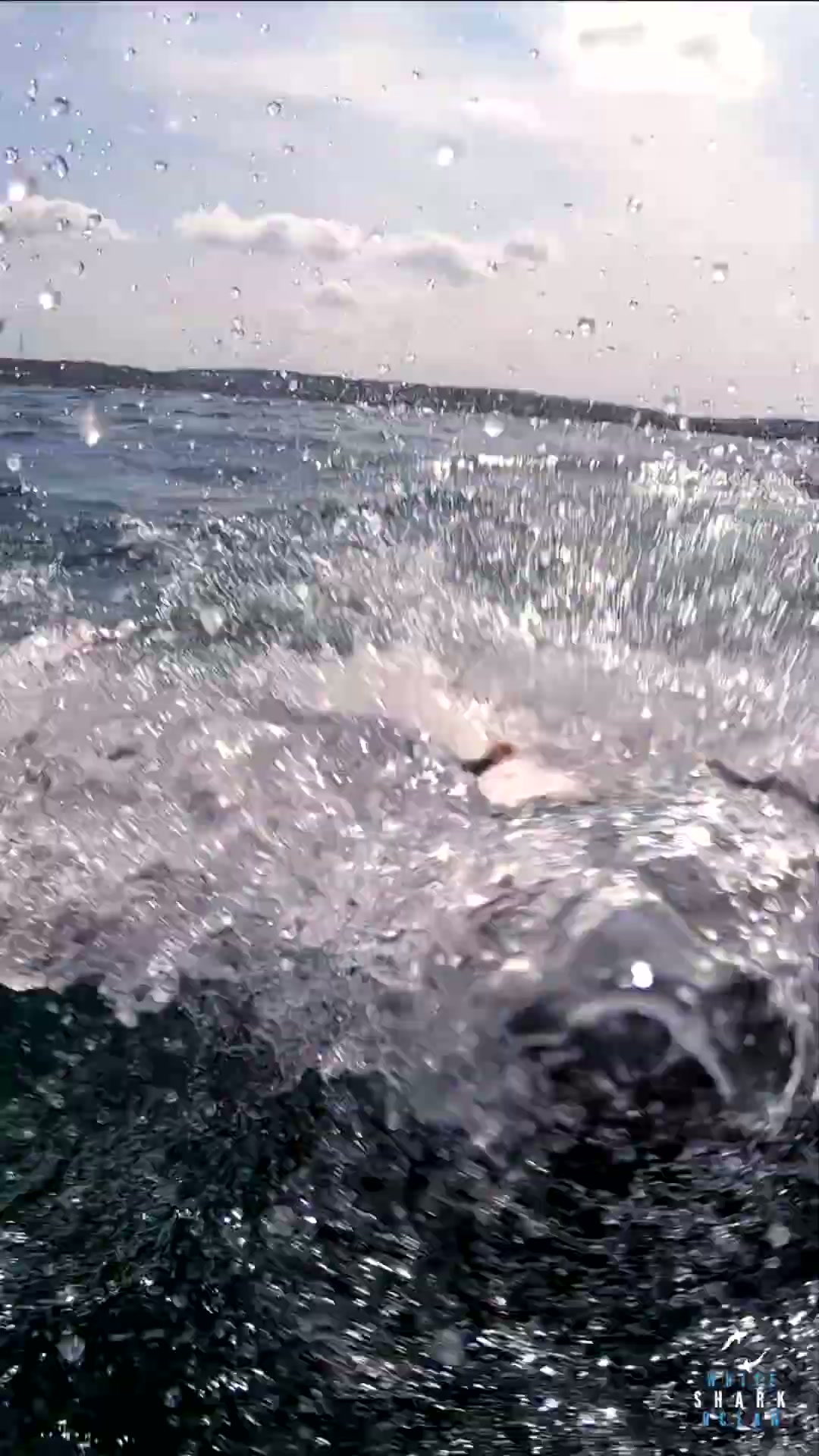 Great white shark surprise
