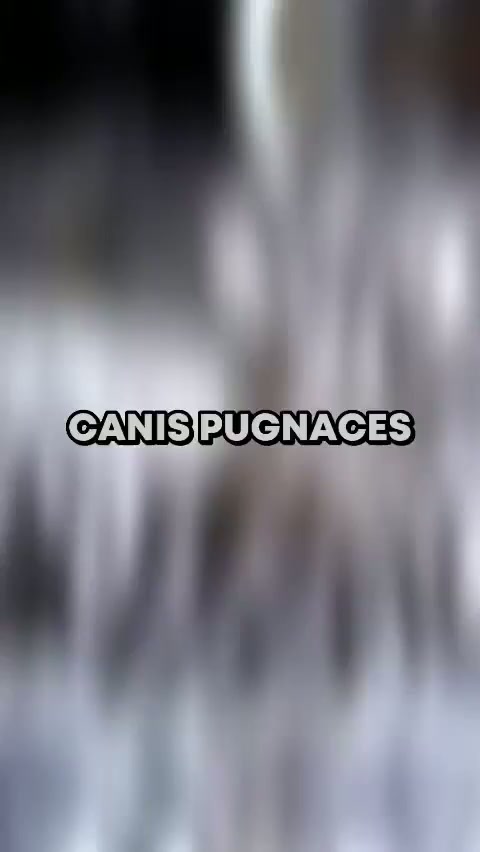 A little bit of cane corso #shorts