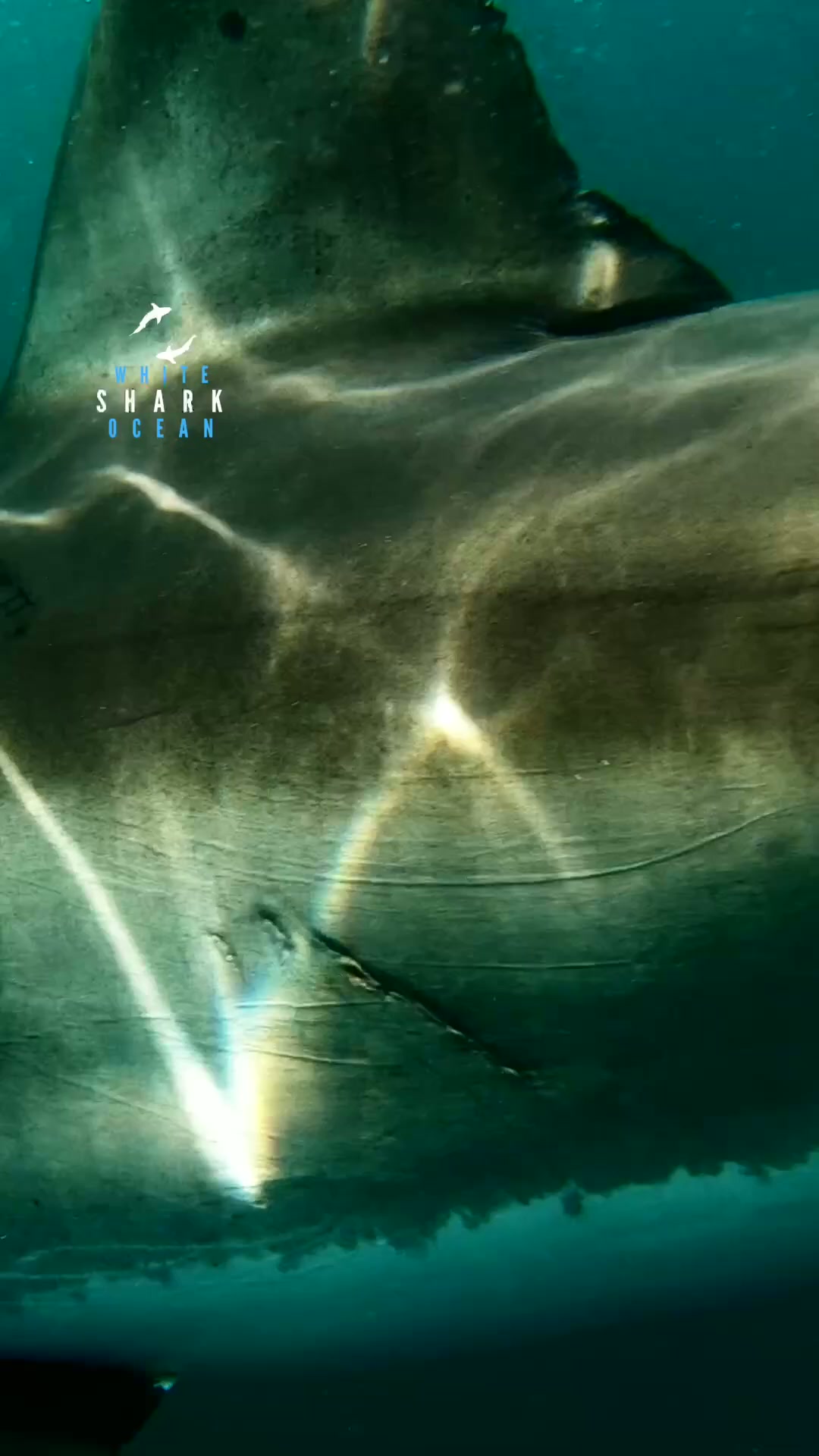 Great white shark coming to investigate