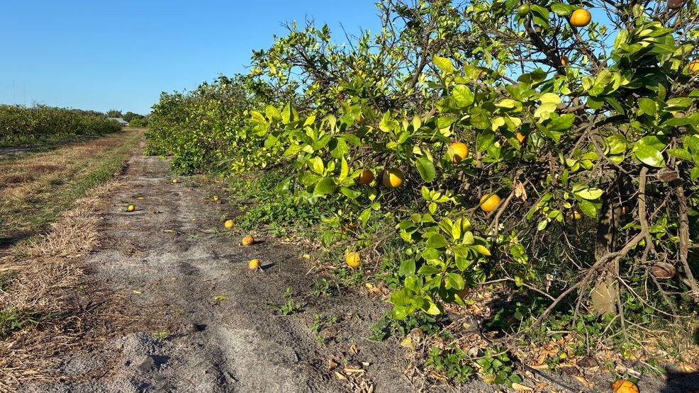 A Fort Pierce farm may hold the answers to fighting citrus greening