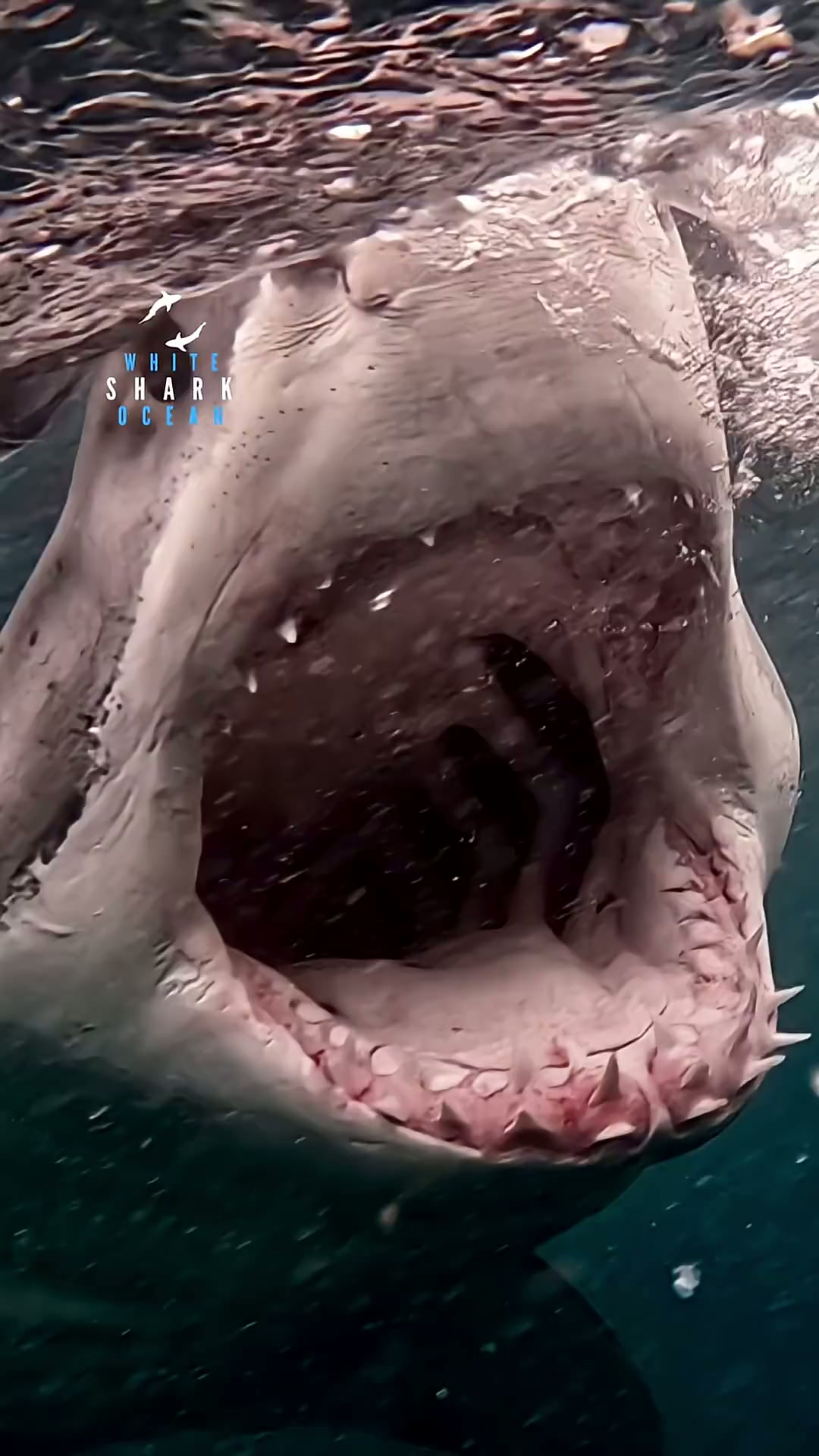 Great white shark jaws wide open