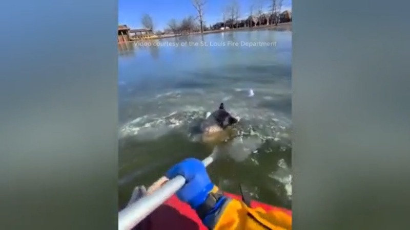 Watch: Dog rescued from icy pond in north St. Louis