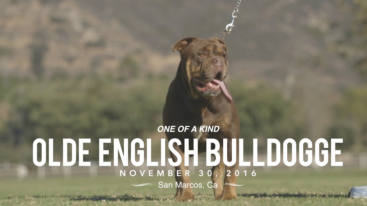 One of a kind Old English Bulldogs