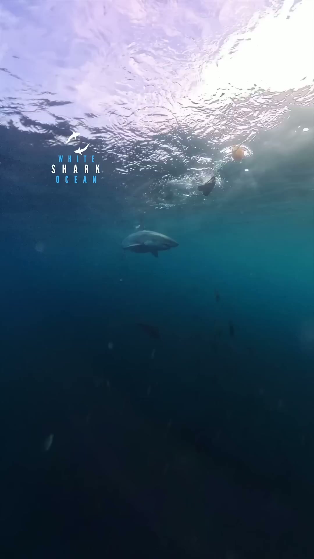 Very full great white circling in front of divers in New Zealand