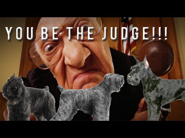 Giant schnauzer vs black Russian terrier family protection showdown