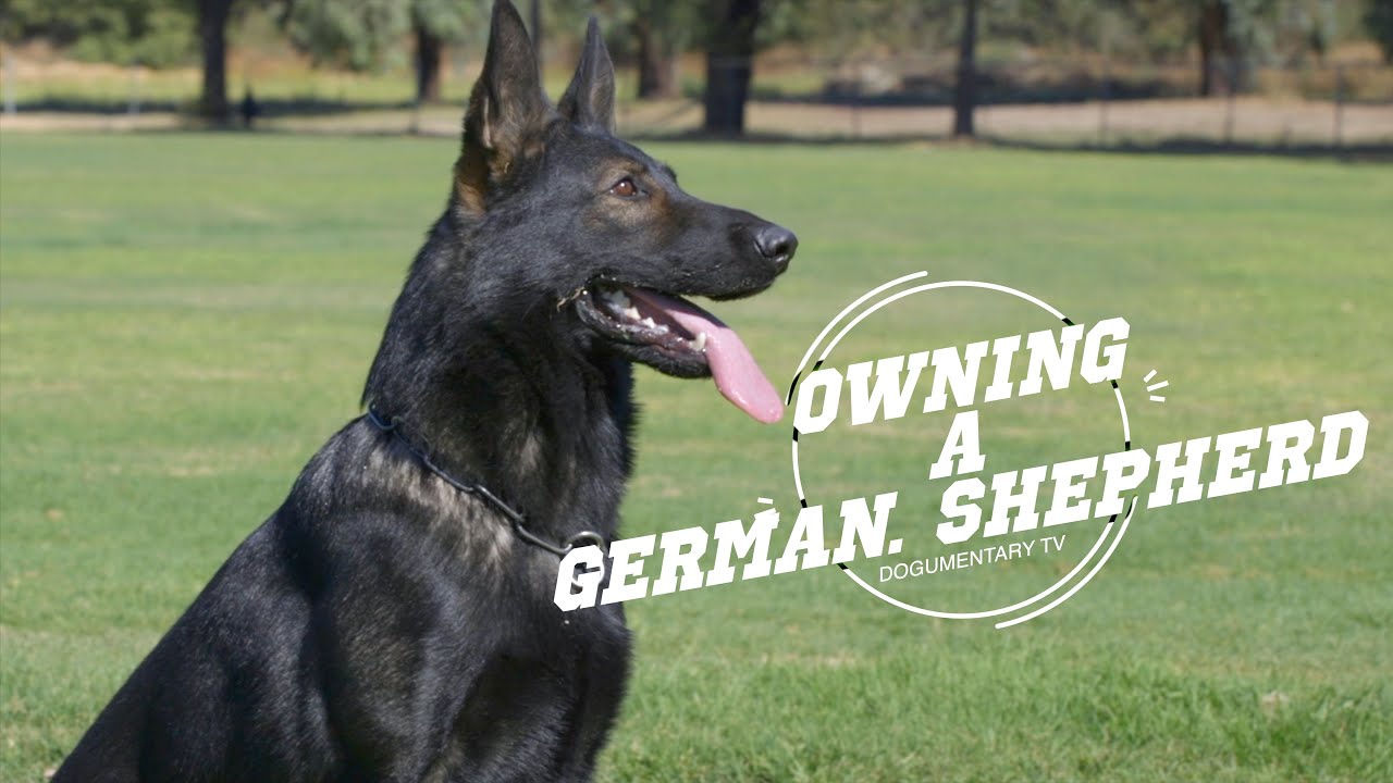 Unleashing the joy of having a German shepherd