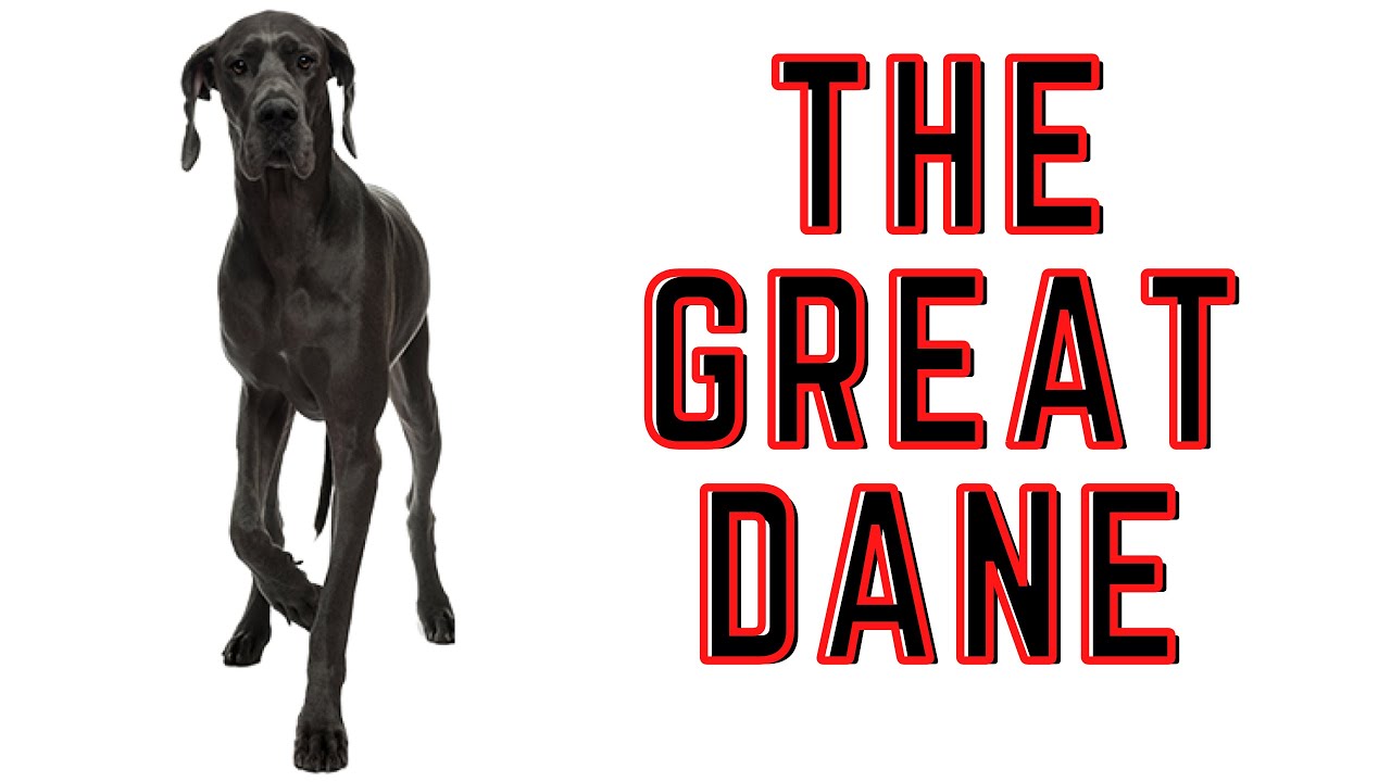 The great dane