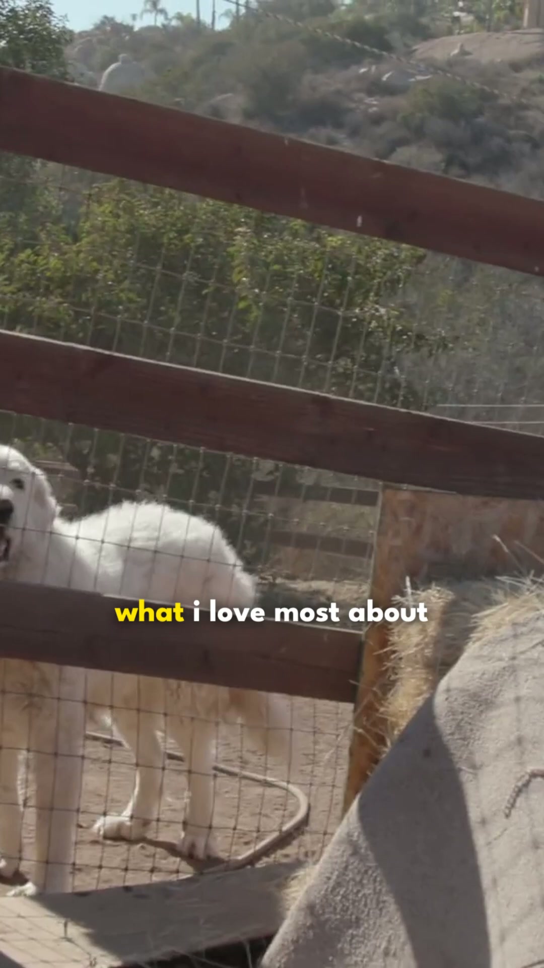 MAREMMAS ABILITY TO SENSE INTENTmarema's ability to sense intent