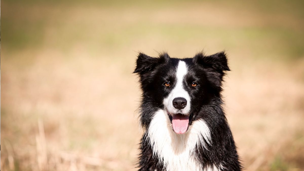 Six dog breeds that will keep you in excellent shape
