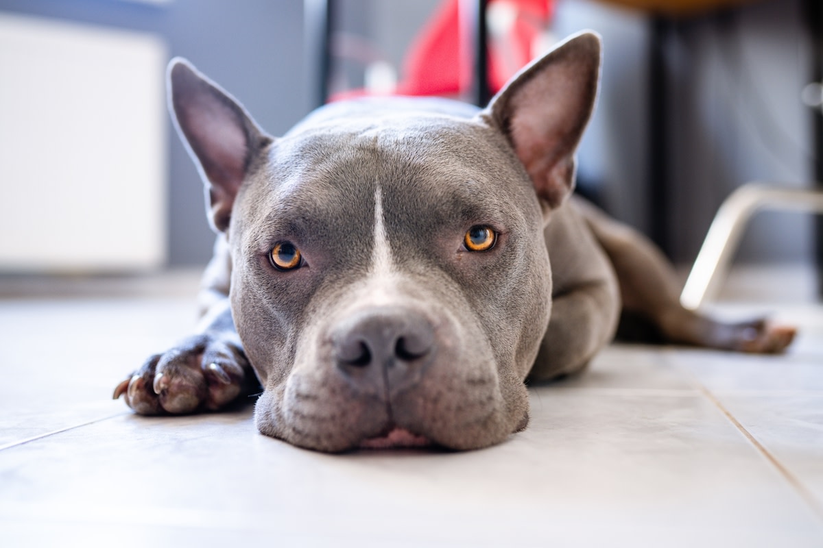 Meet Tank: The adorable American Bully with tiny eyes and a huge heart