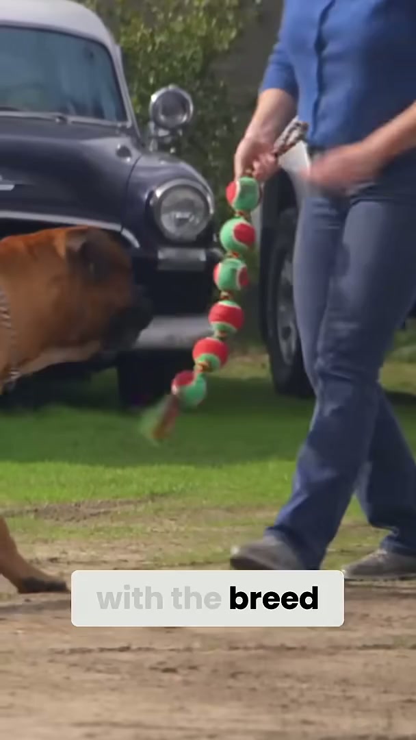 Top Guard Dog Breeds Ultimate Protection Revealed!