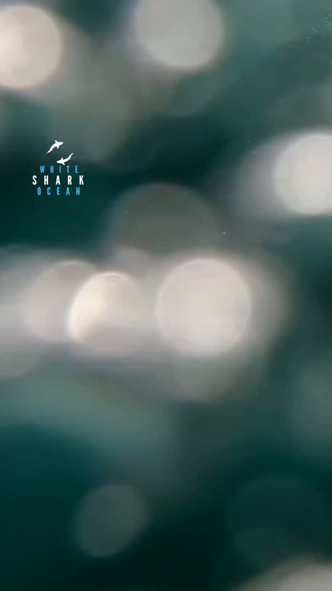 Great white snacks on tuna #greatwhite