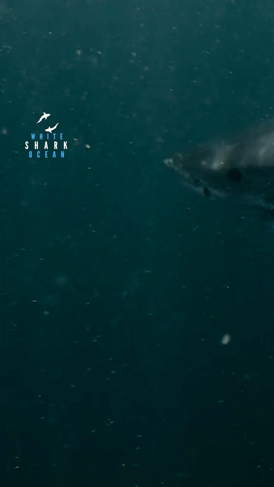 2 great white sharks passing each other