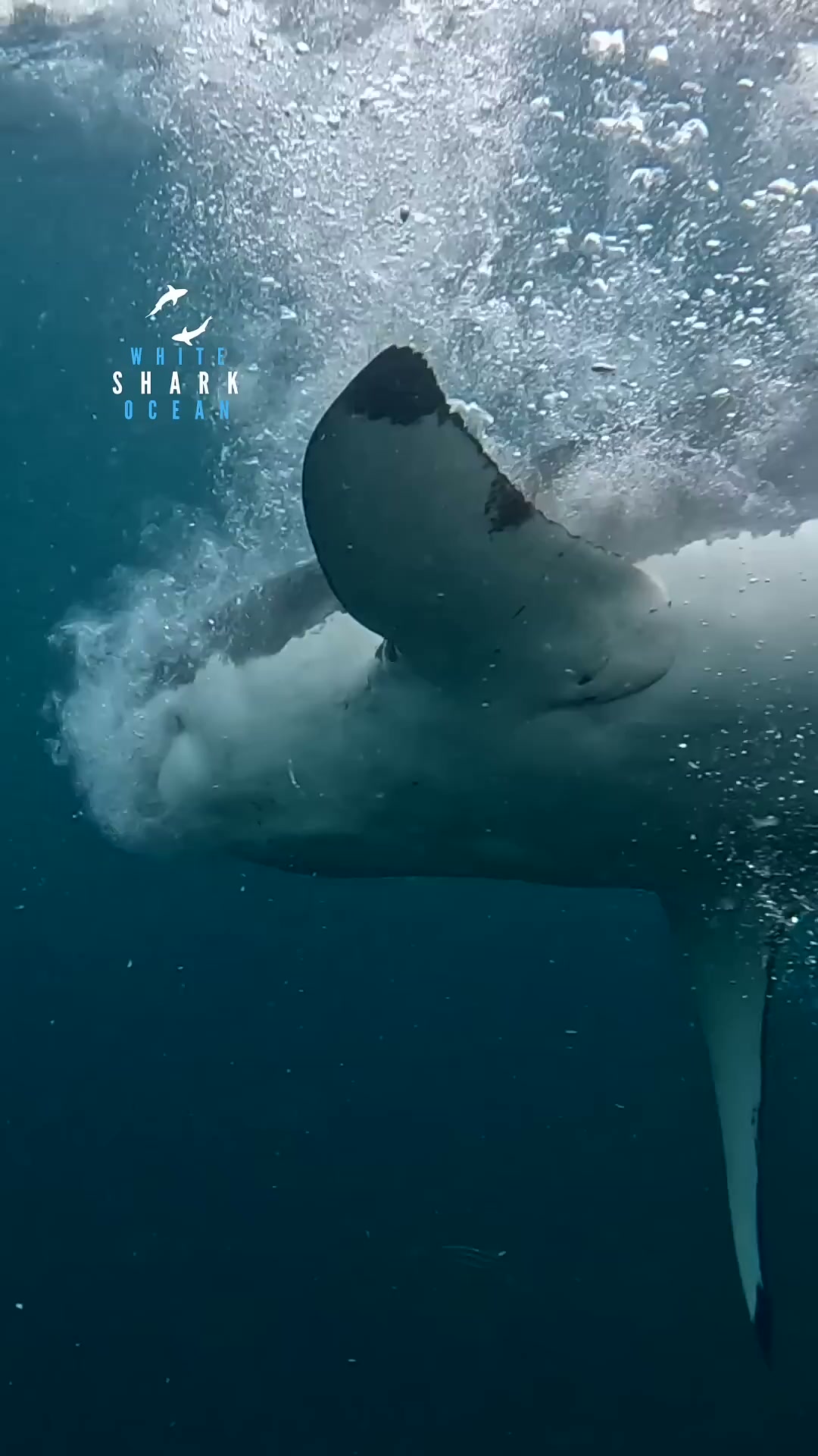 Big male great white shark shreds the bait