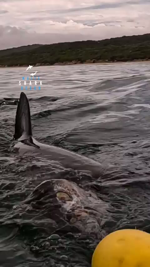 Great white shark displays dorsal fin above the surface