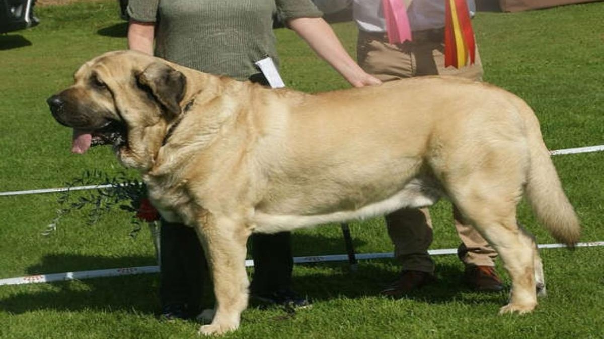 Why some giant dogs stay puppies for years: 11 big breeds that mature ...