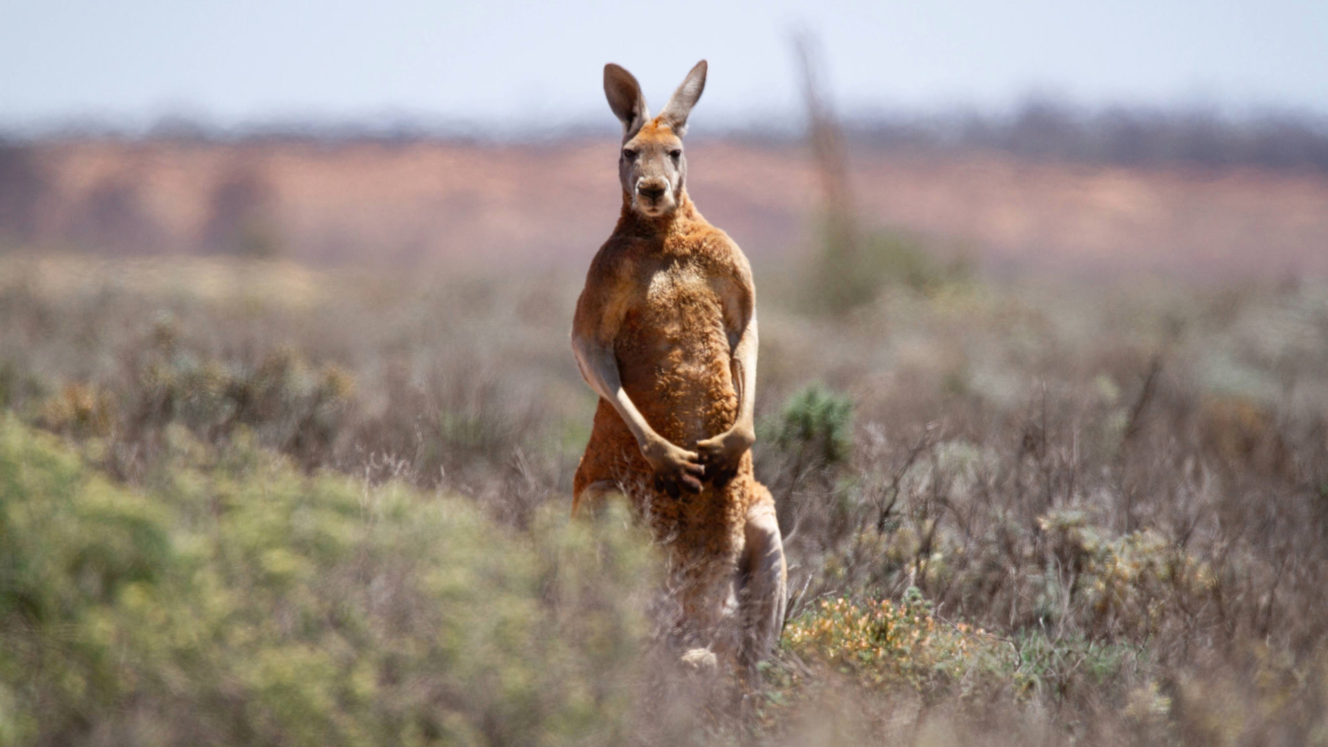 Kangaroos derail Australian bike race in wild mid-race collision