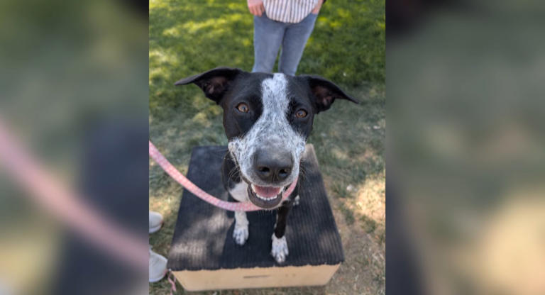 Hope the cattle dog mix seeks calm home after recovery