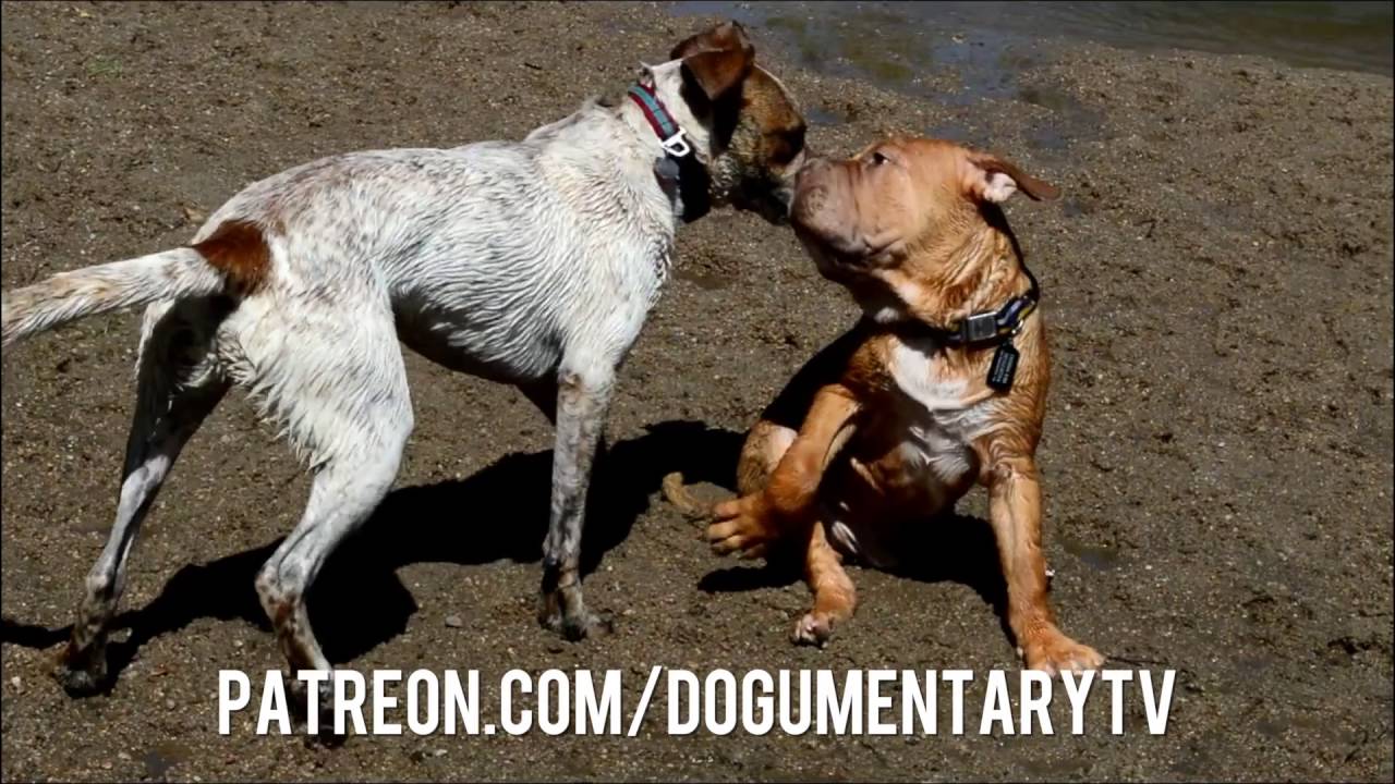 Tobias the bandogge mastiff