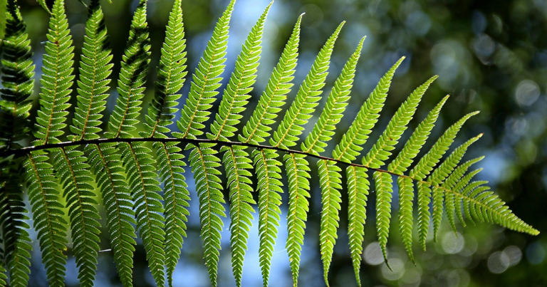 How an unsuspecting fern could be the key to ending proxy wars over the ...