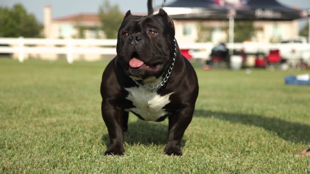 American bully, the beautiful breed