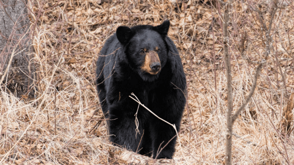 DNR: Nearly 2,500 black bears killed by WVa. hunters in 2025