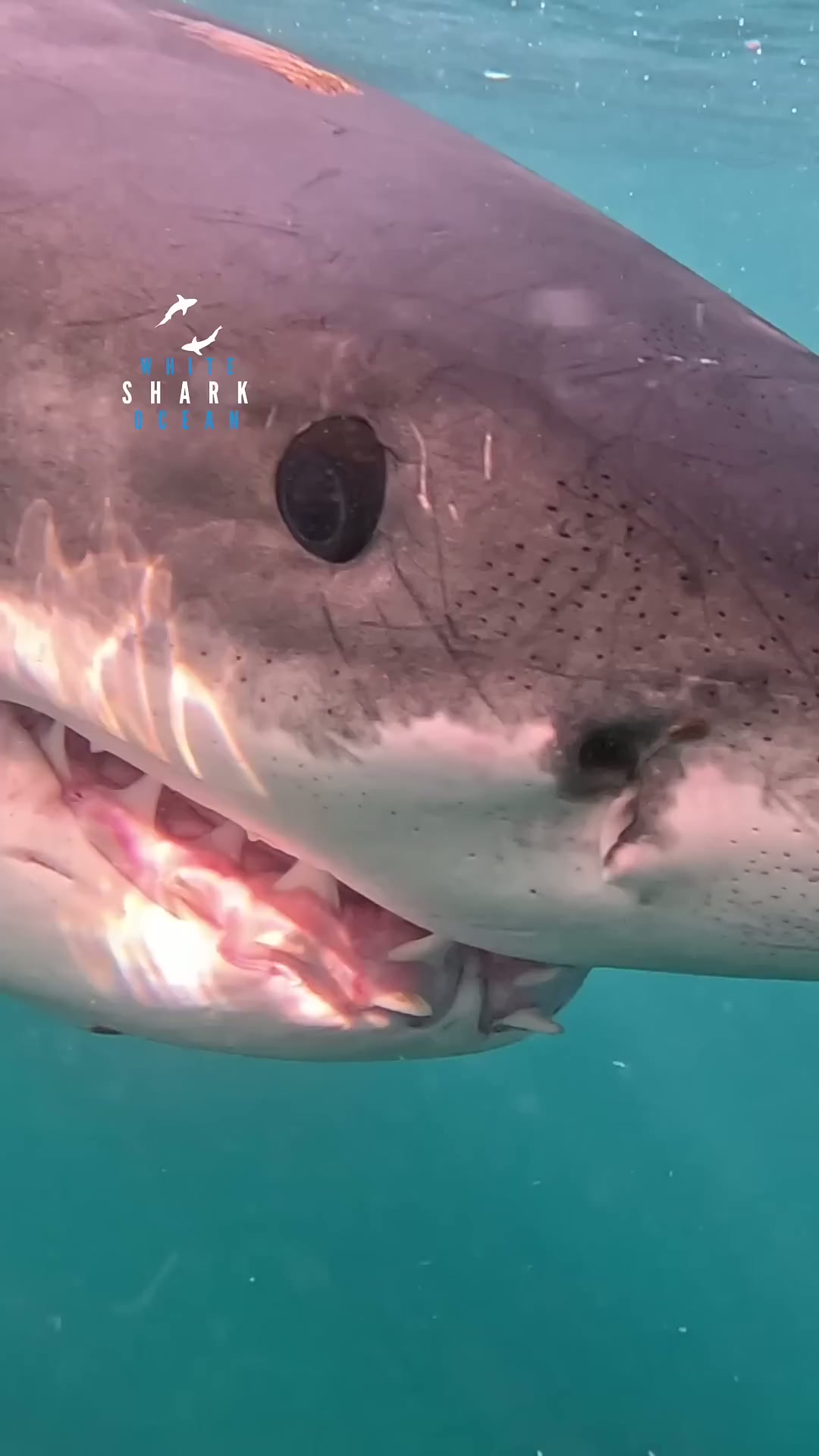 Great White Sharks Blue Eye Shines Through