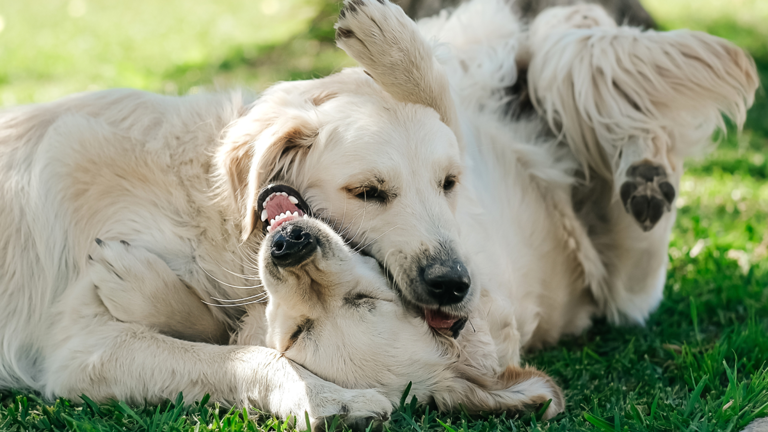 Watch two golden retrievers hilariously battle over a tennis ball