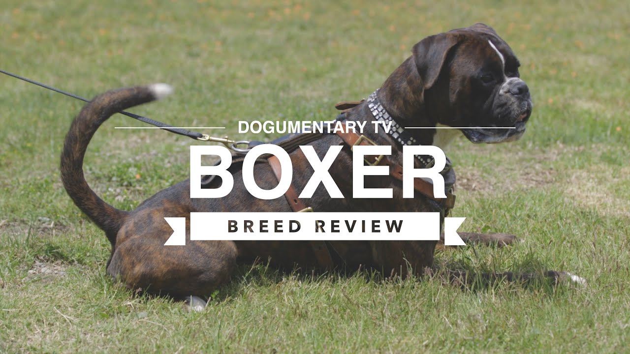 Boxer breed review