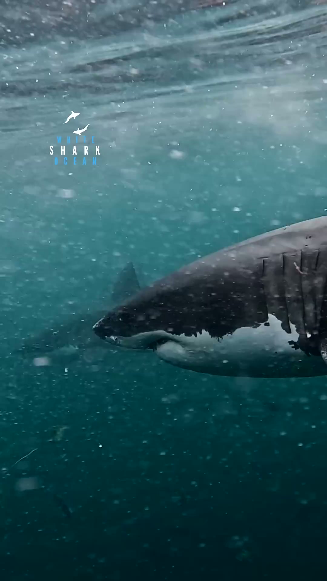 3 great white sharks in one shot