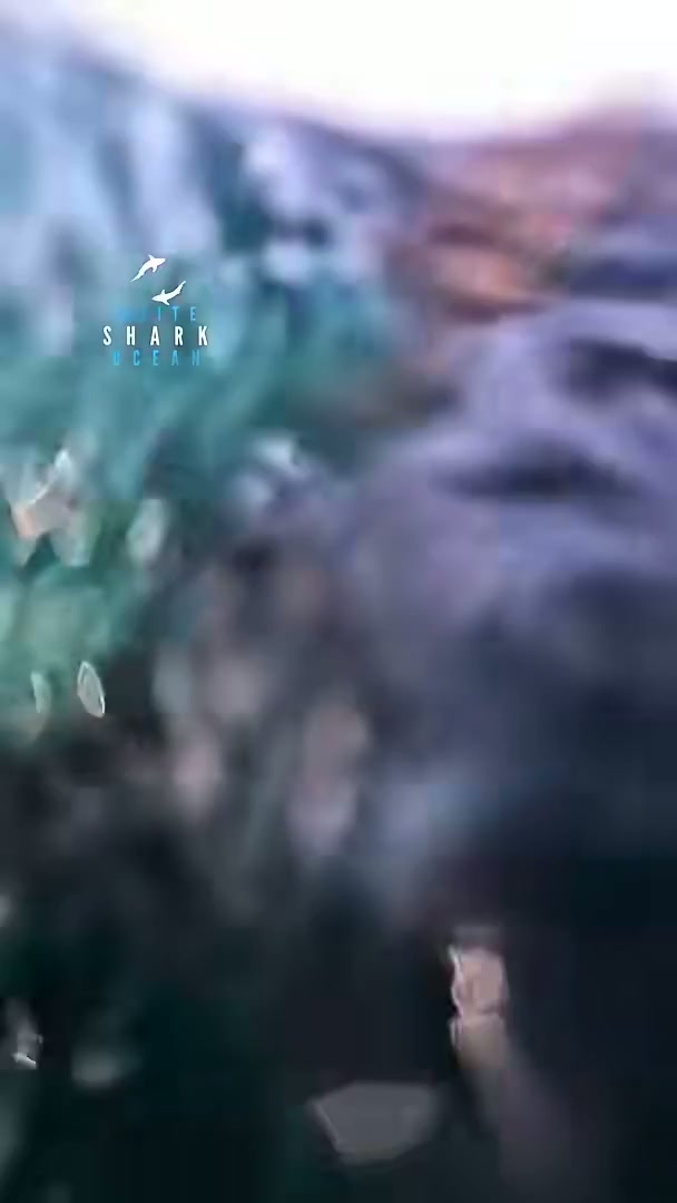 Great white shark uses ampullae of Lorenzini