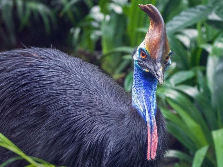 This is the most dangerous bird in the world — and they have been known ...