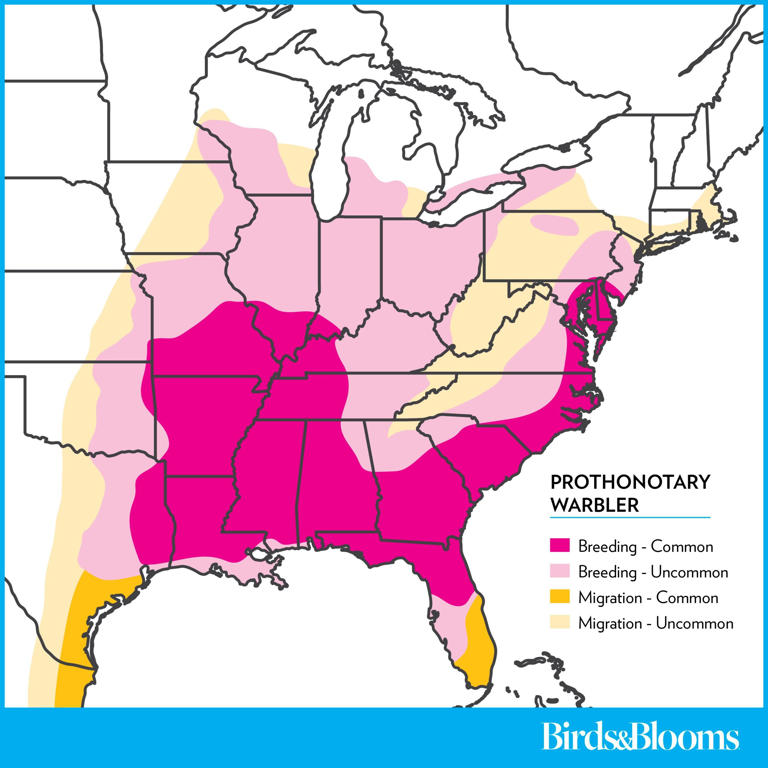 Identify and attract a prothonotary warbler