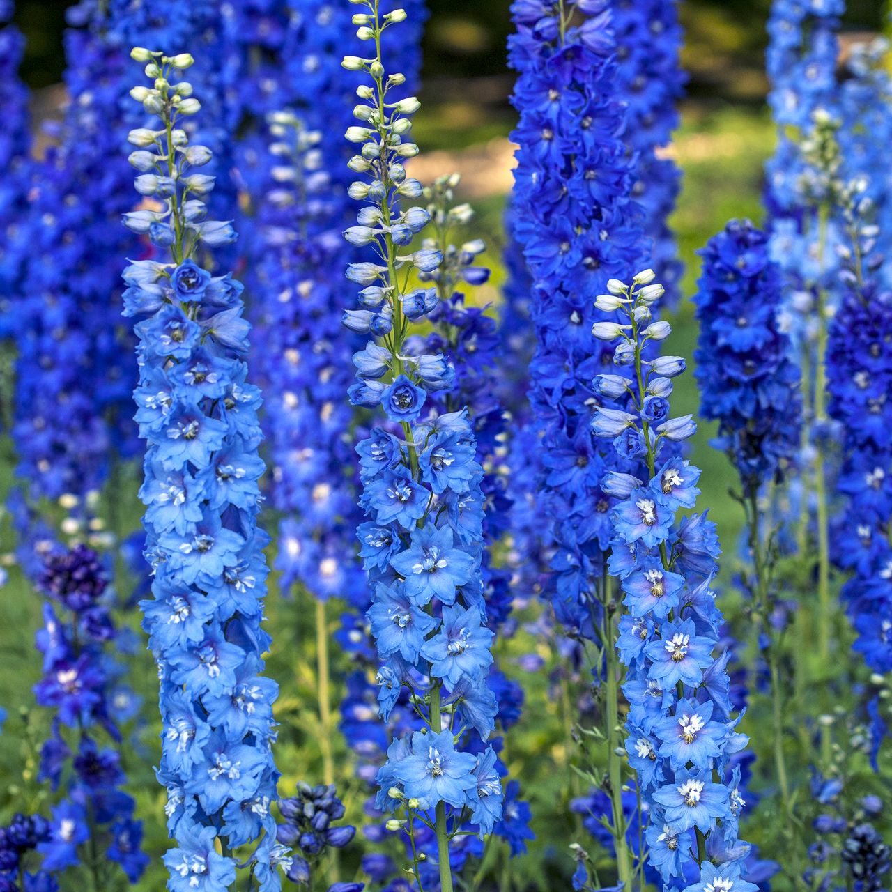 10 bewitching blue flowers that look almost unreal – start them from ...