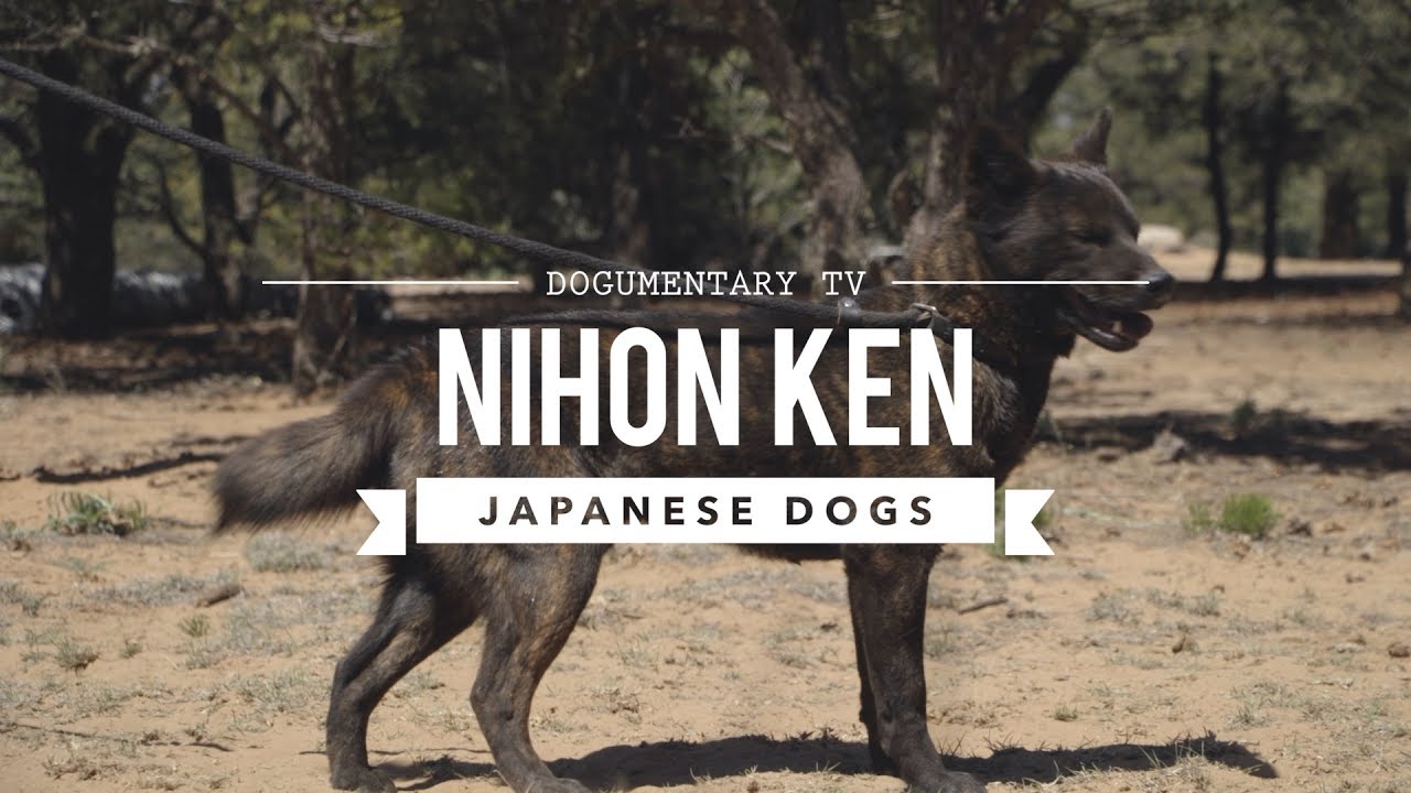 Japan's rare dog breeds - Nihon Ken
