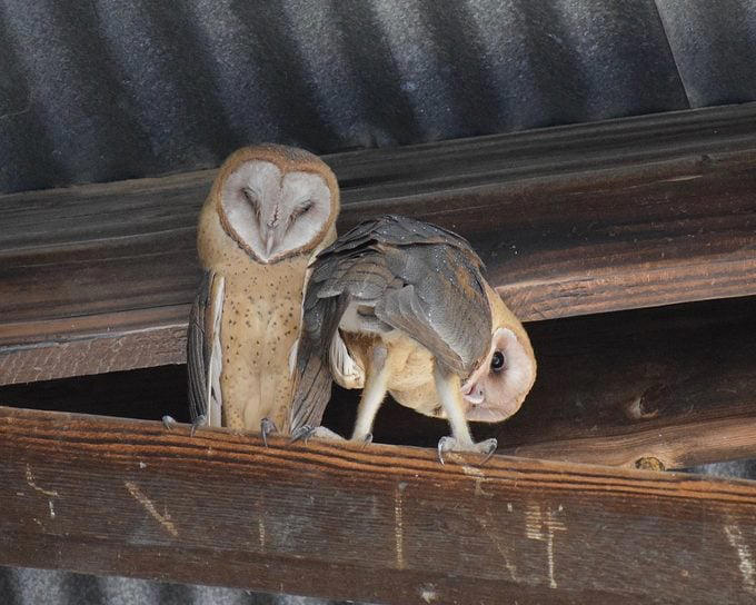 American barn owl: Ghostly bird of prey