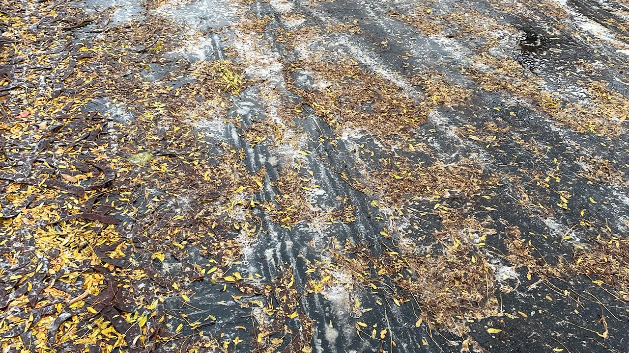 Strange Ann Arbor foam turns out to be residue from honey locust tree ...