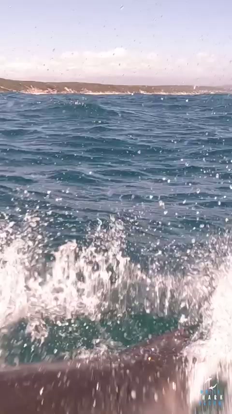 Great white shark races up from underneath