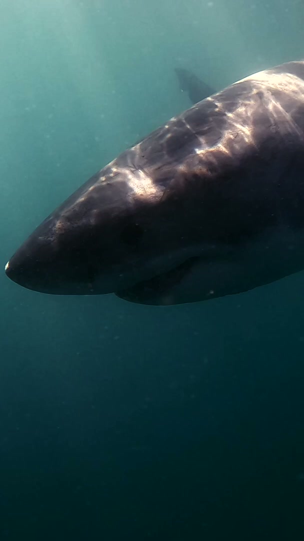 Great white shark takes a turn by us #shorts