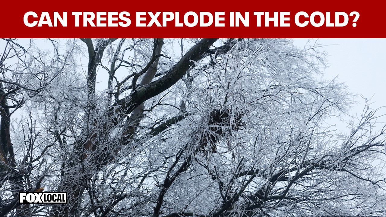 Can trees explode in the cold?