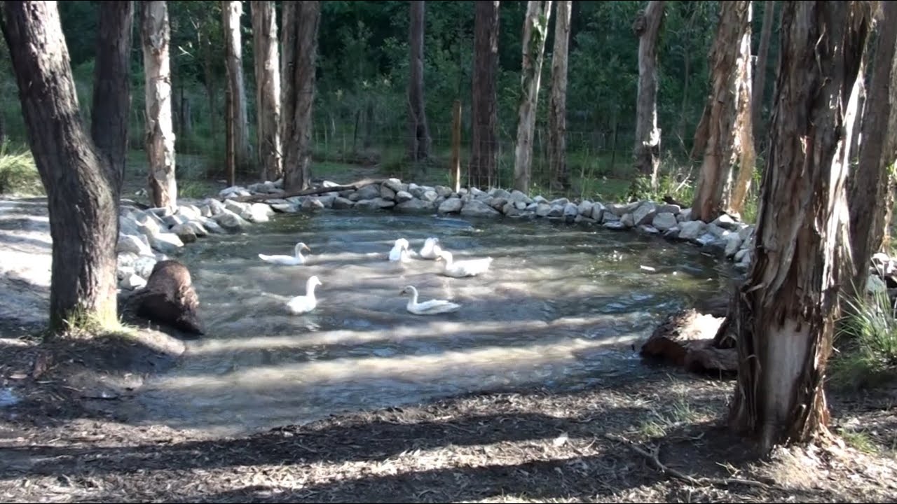 Ducks eating dam or pond wall away fix