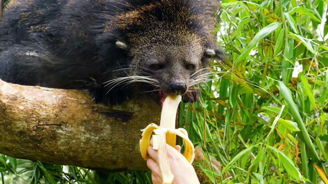 Mark Vins comes face to face with a banana-loving bearcat