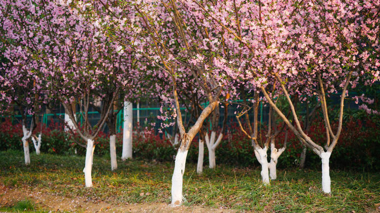 If you see a tree painted white, don't ignore it! Here's what it means