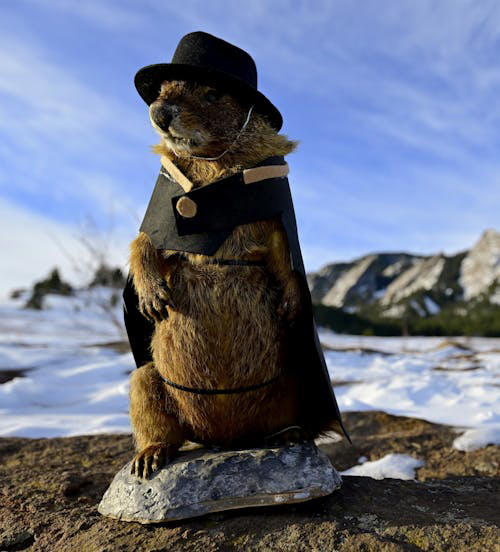 Groundhogs are lousy forecasters but valuable animal engineers – and an ...