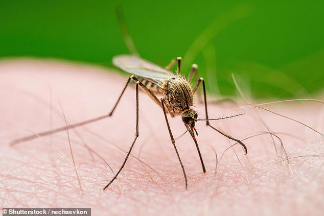 Midges? It's the mozzies you need to worry about
